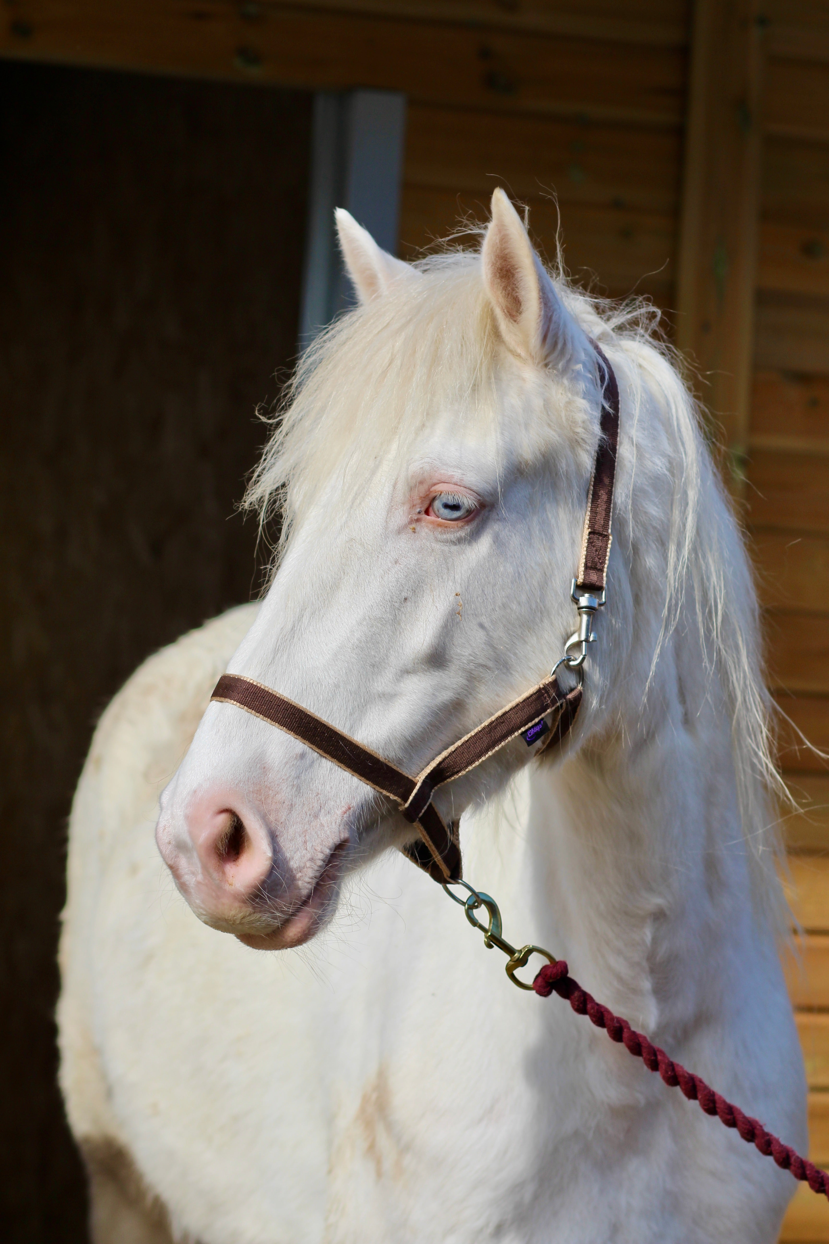 Libbys Headcollars – Libbys Horse Tack and Dog Leads